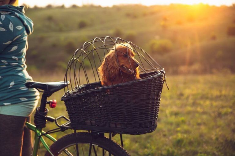 Jak jeździć z psem na rowerze? - Klub Pudla